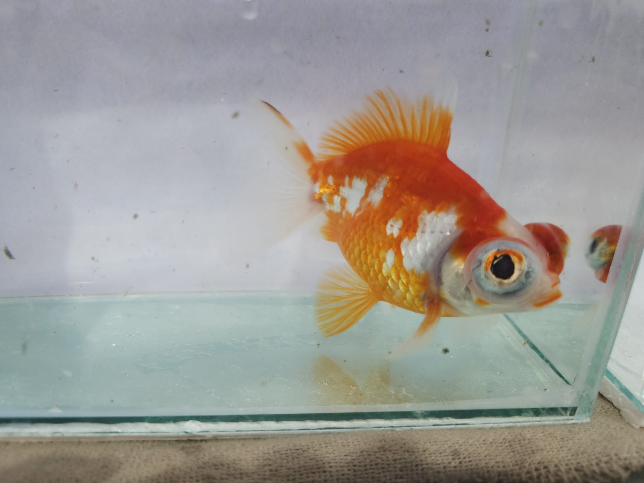 Telescópio Calico Short Tail 16cm - Jack Fish Aquarismo