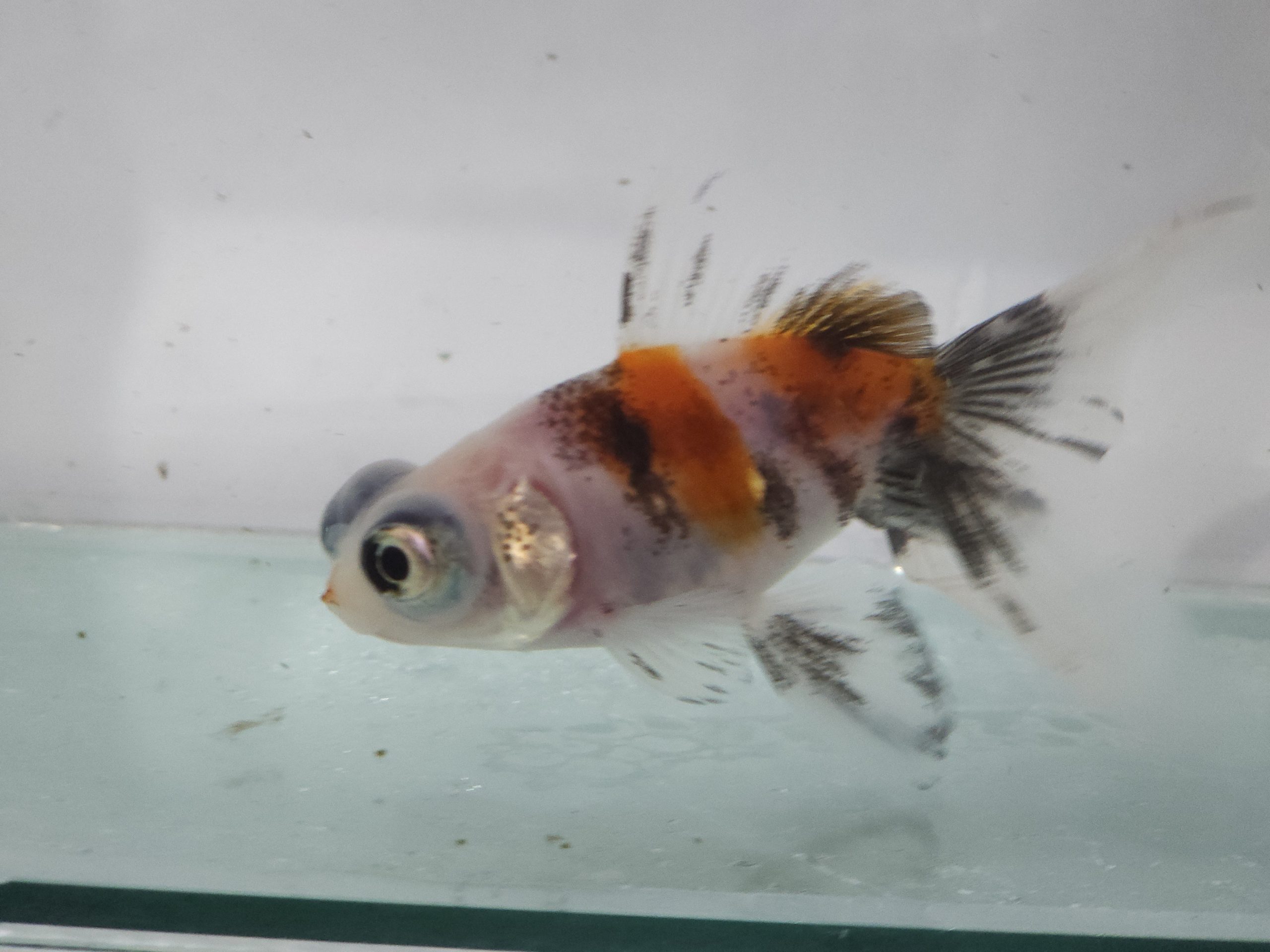 Telescópio Calico Tricolor 6cm - Jack Fish Aquarismo