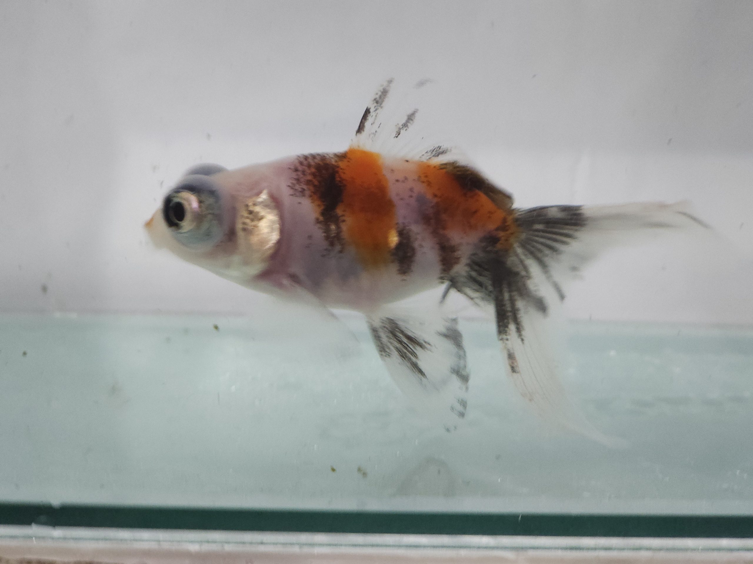 Telescópio Calico Tricolor 6cm - Jack Fish Aquarismo