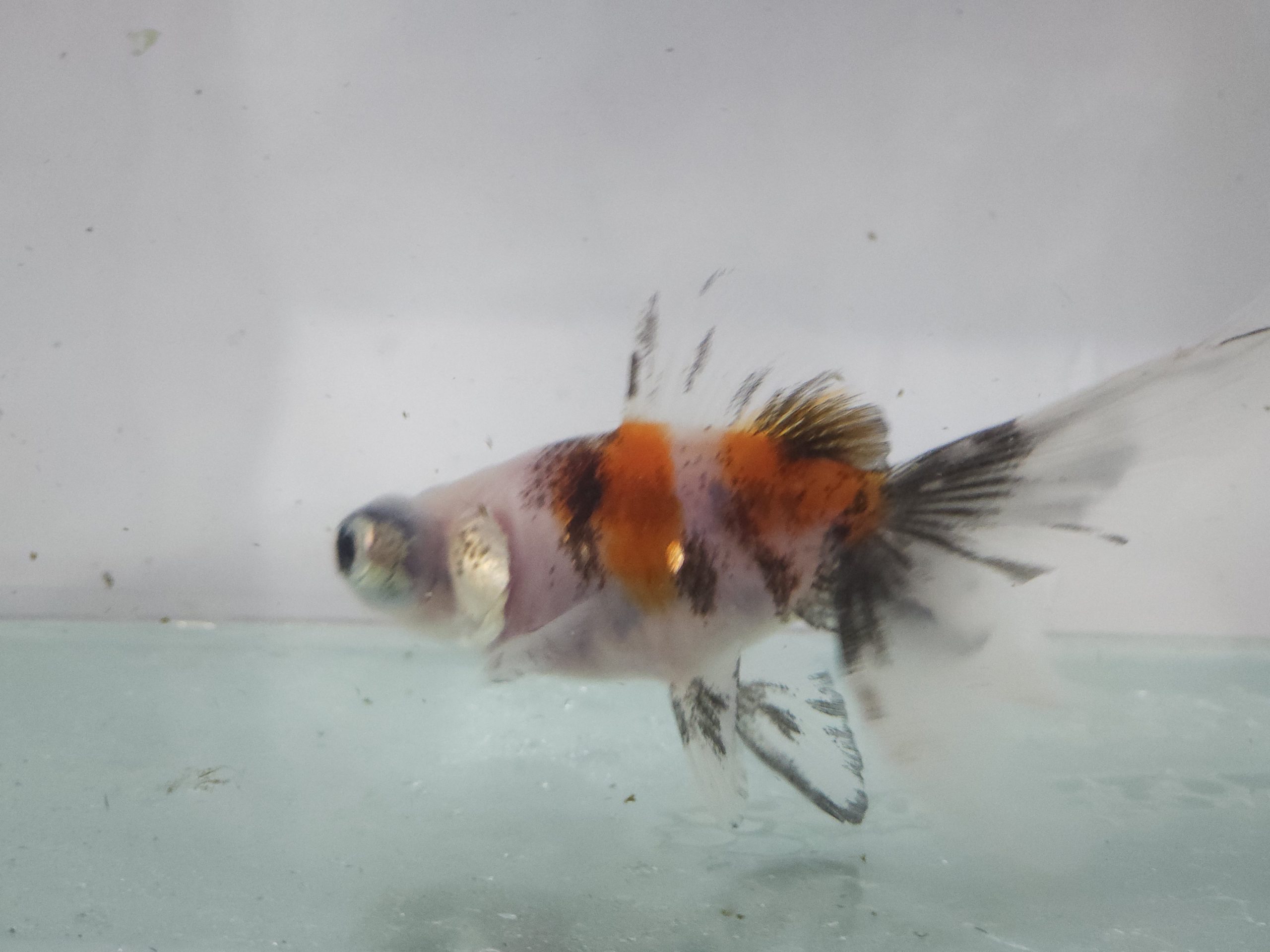 Telescópio Calico Tricolor 6cm - Jack Fish Aquarismo