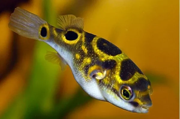 Baiacu 8 (Puffer Figure 8) 4 a 5 cm / Tetraodon Biocellatus - Jack Fish ...