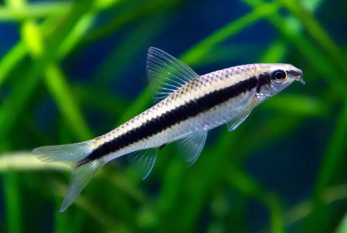 Comedor de Algas Siamês / Crossocheilus siamensis - Jack Fish Aquarismo