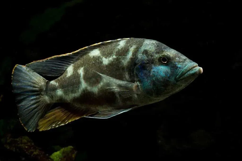 Livingstone 3 a 5 cm / Nimbochromis livingstonii - Jack Fish Aquarismo