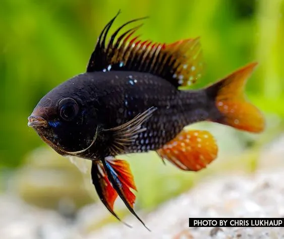 Ramirezi Negro / Mikrogeophagus ramirezi - Jack Fish Aquarismo