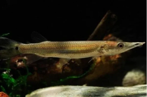 Rocket Gar Characin 4 a 5 cm / Ctenolucius hujeta - Jack Fish Aquarismo